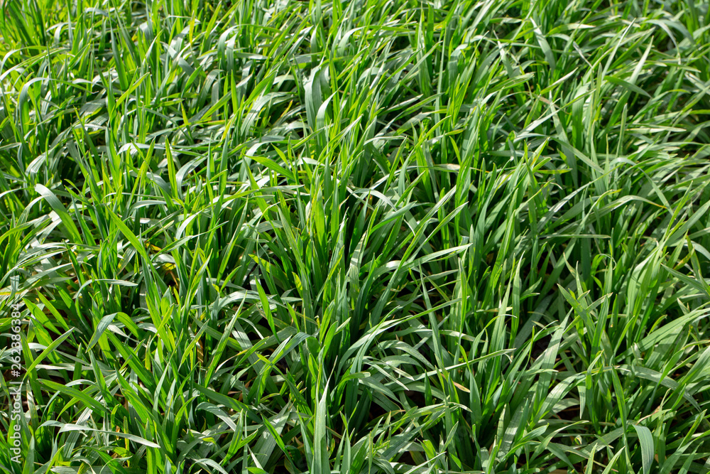 Triticale is a highly versatile forage for grazing, silage, balage, and ...
