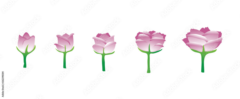 Flower Blooming Side View Sequence Frame Vector Stock Vector | Adobe Stock