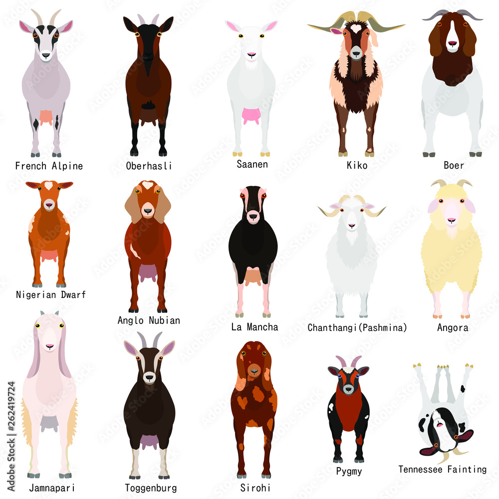 goats chart with breeds name Stock Vector | Adobe Stock