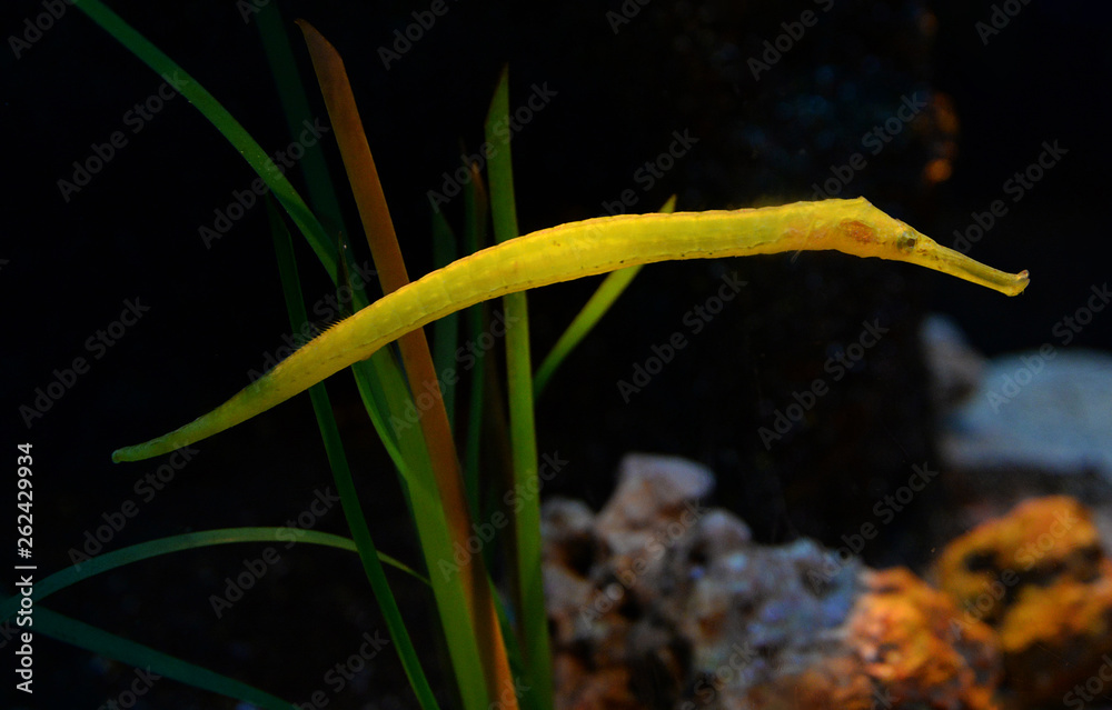 Pipefish Seahorse