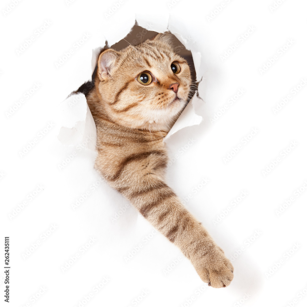 Funny cat looking through paper hole with one paw outside Stock Photo ...