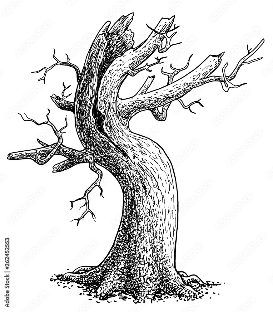 Dead tree illustration, drawing, engraving, ink, line art, vector Stock ...