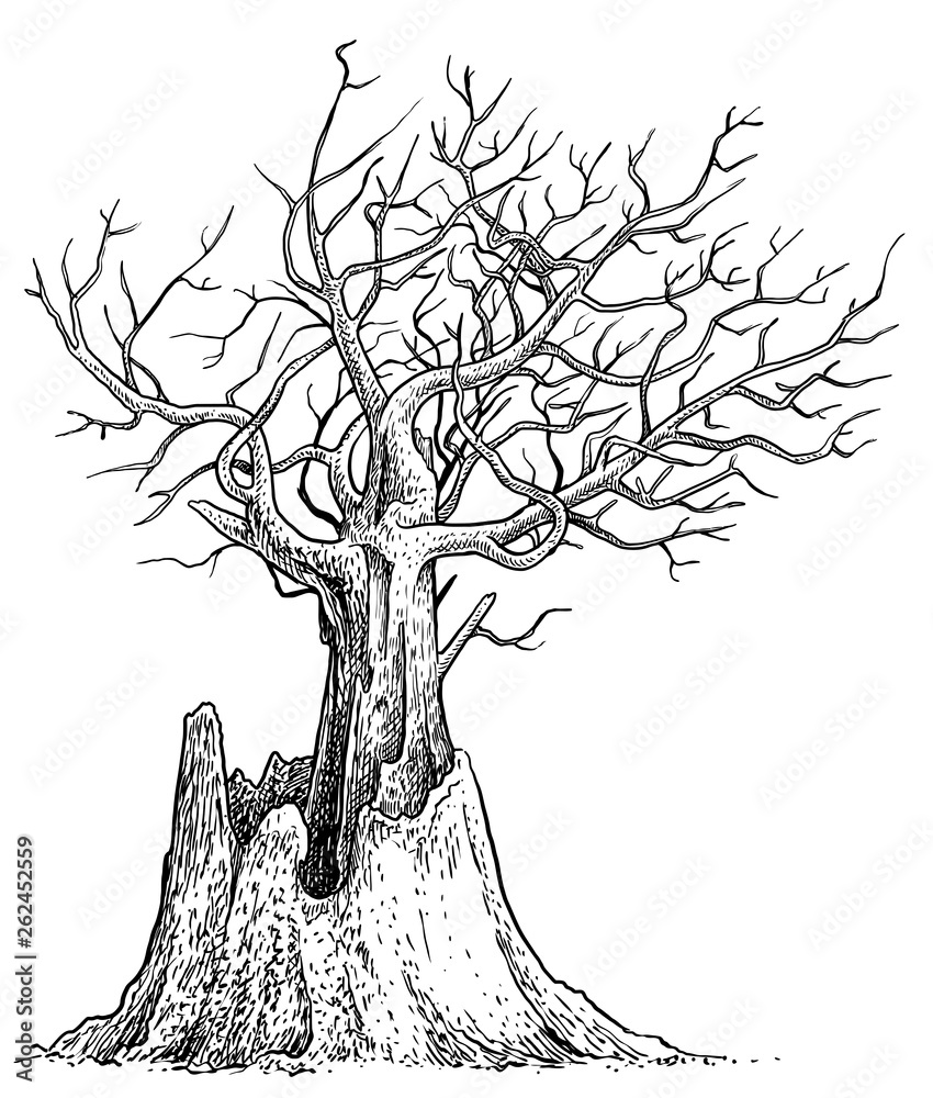 Dead tree illustration, drawing, engraving, ink, line art, vector Stock ...
