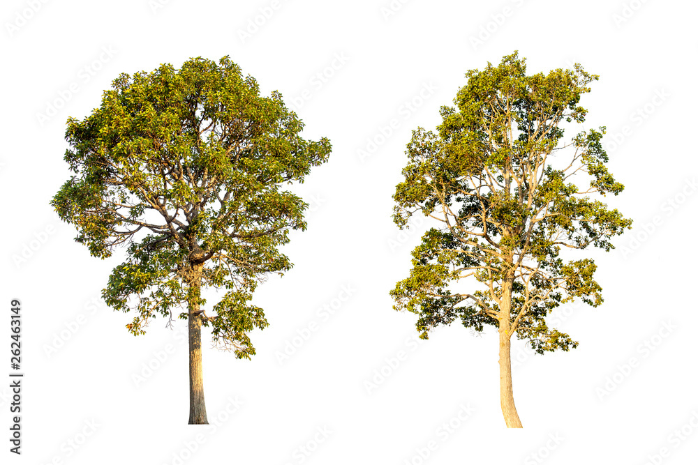 Collection of isolated tree on white background Stock Photo | Adobe Stock