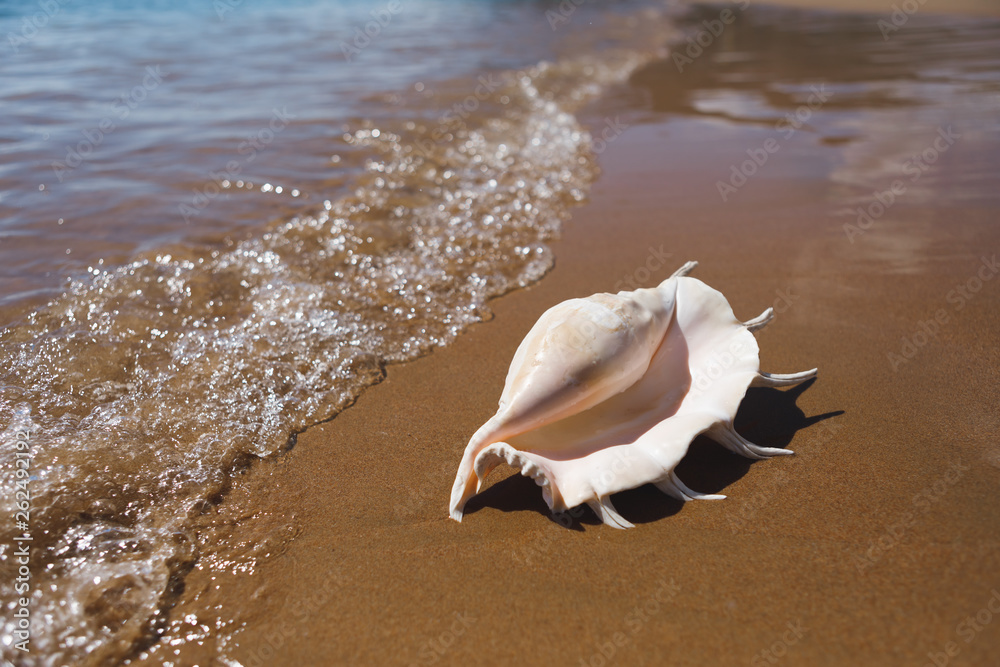 big seashell spider conch (lambis truncata) on the beach Stock Photo ...
