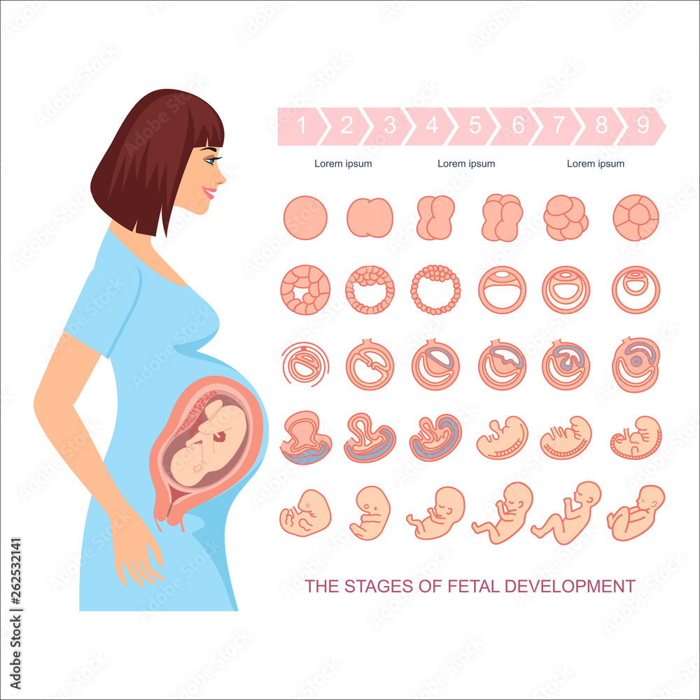 Poster Stages of fetal development on white background. Pregnancy ...