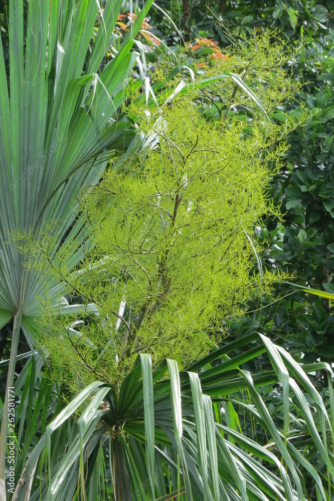 palma Stock Photo | Adobe Stock