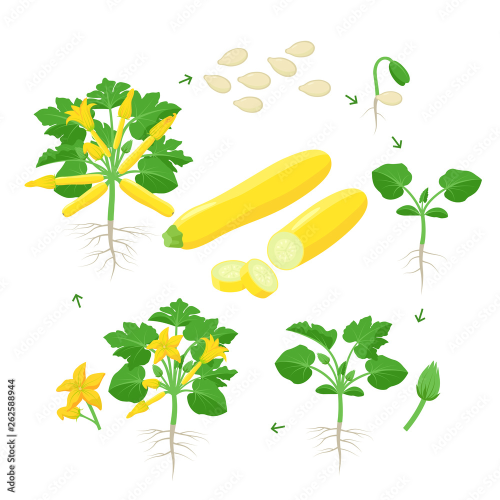 Zucchini plant growth from seed, sprout, flowering and mature plant ...