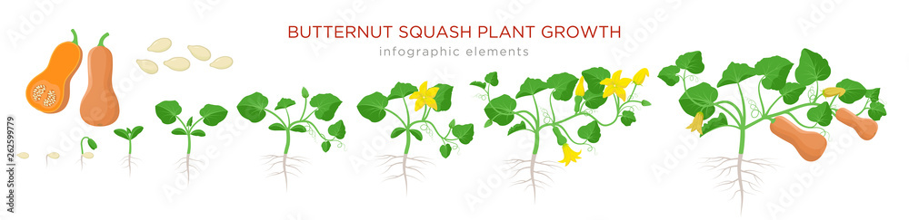 Butternut squash plant growth stages infographic elements in flat ...