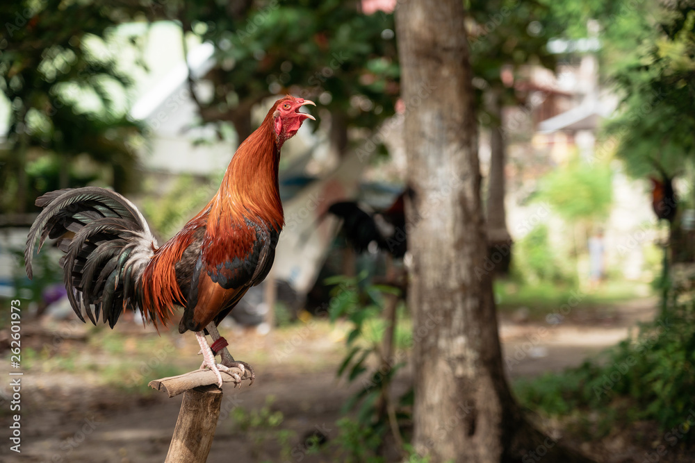 Philippine fighting rooster stands on perch and crows, also known as a ...