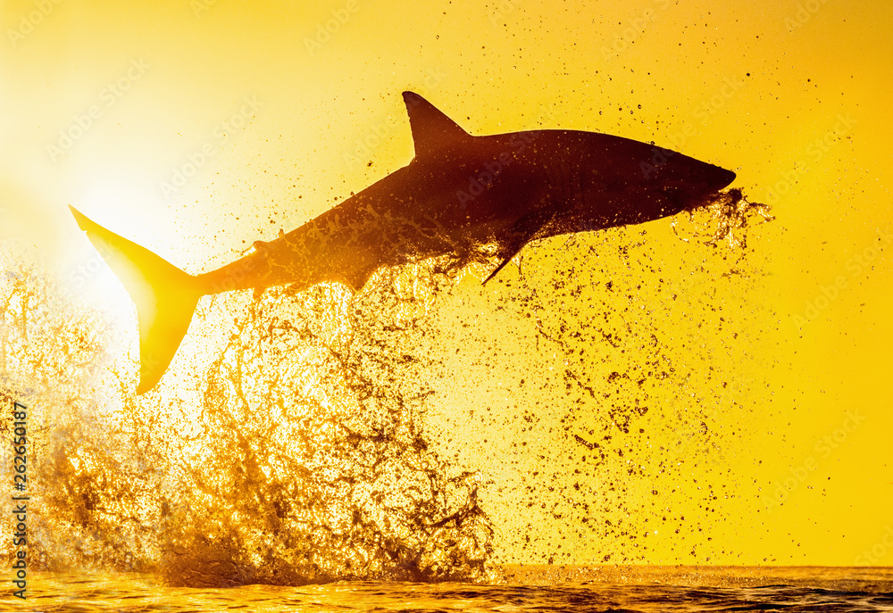 Silhouette of jumping Great White Shark. Red sky of sunrise. Great ...