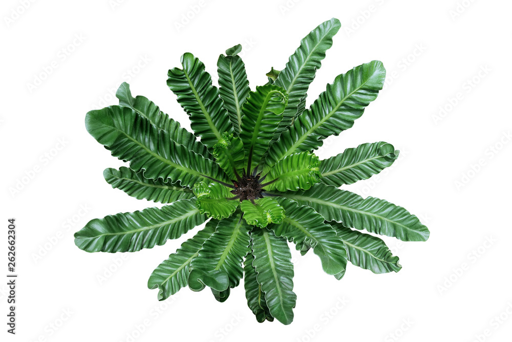 Top view of rare tropical foliage houseplant Bird’s nest fern ‘Cobra ...