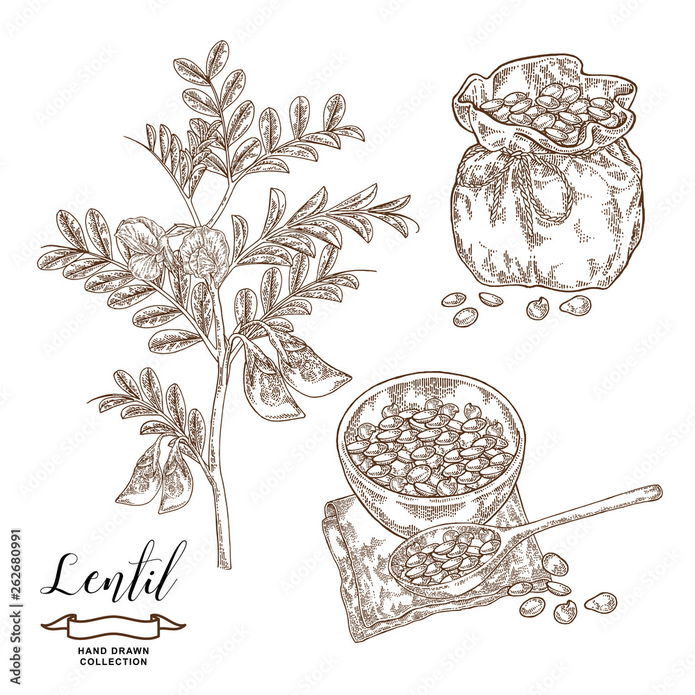 Lentil branch with pods and flowers, ripe lentil seeds in wooden bowl ...