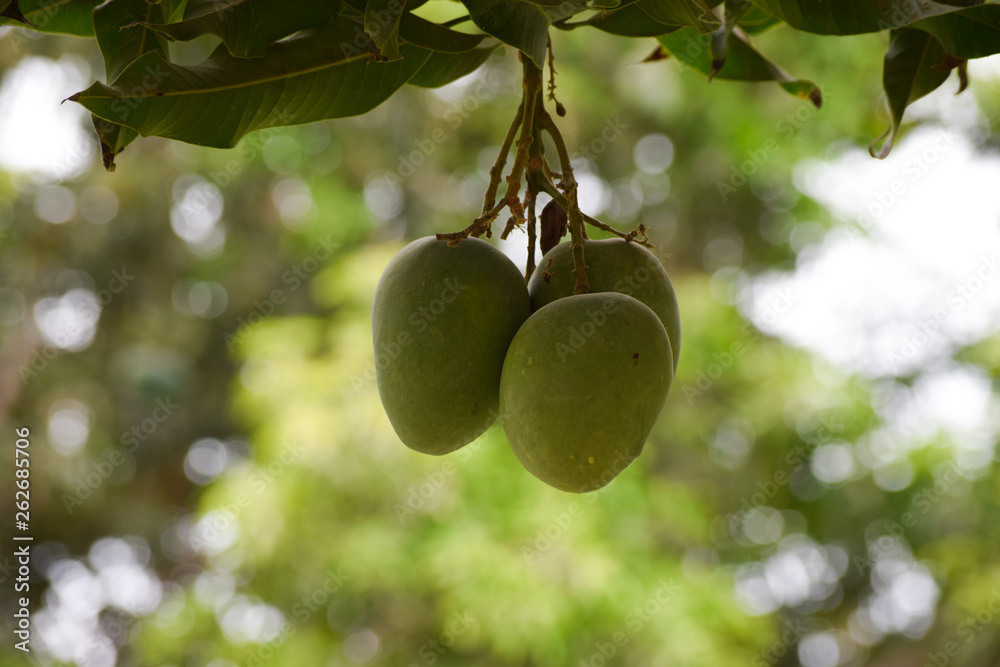 Fresh Green Pakistani mango hanging on tree close up, Baluchistan fruit ...