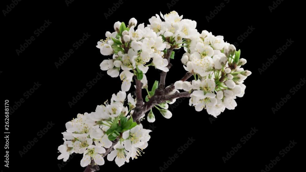 Vidéo Stock Cherry-tree flowers blooming. Time lapse with alpha channel ...