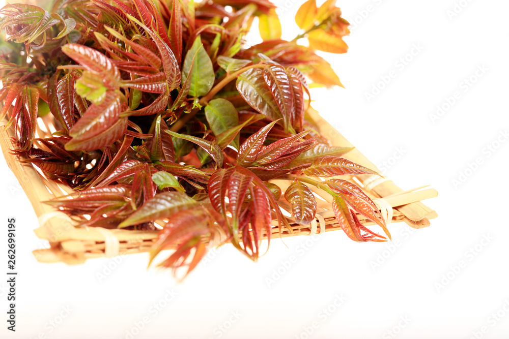 Toona sinensis Stock Photo | Adobe Stock