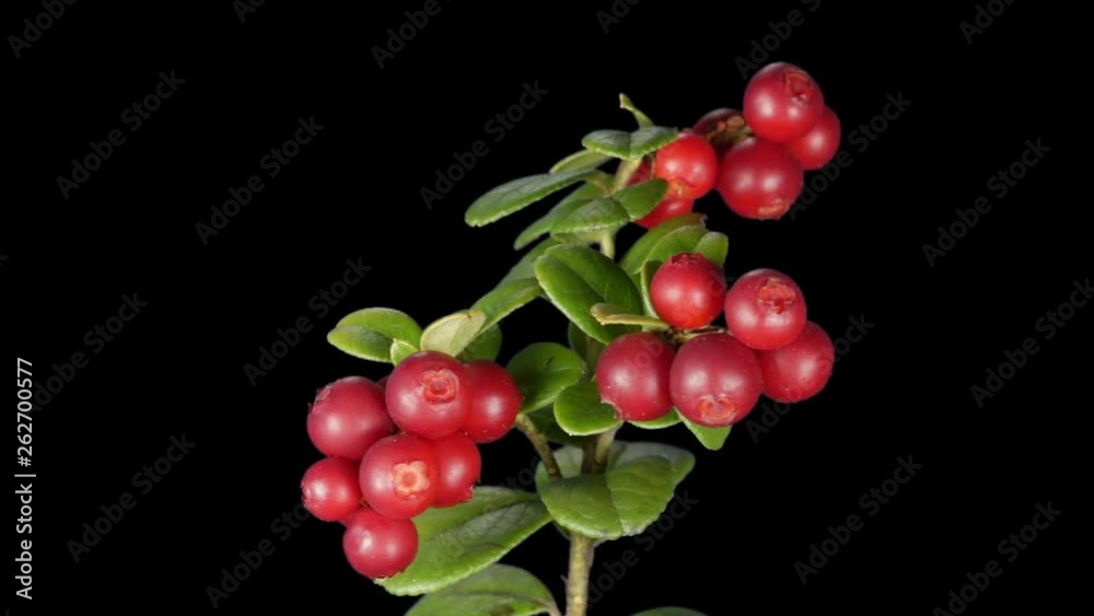 Cowberry berries seamless rotation with alpha channel (codec: png+alpha ...