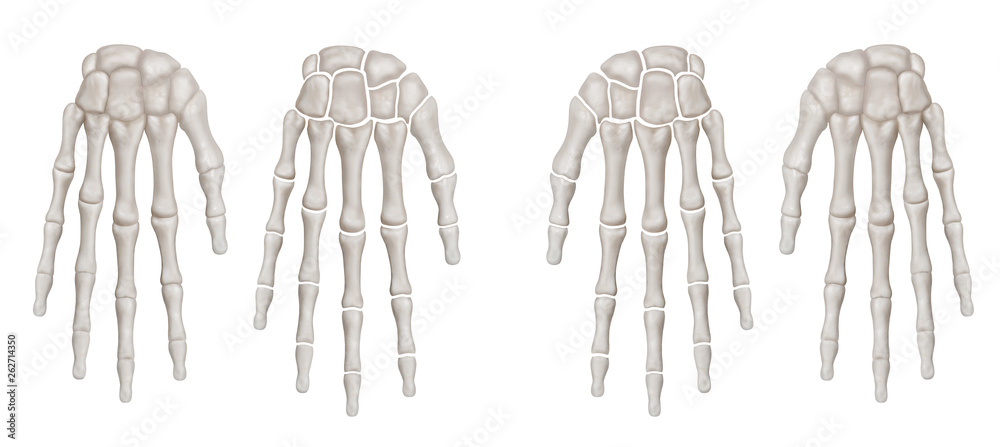 Human hand bone and Separate hand bone anterior view -3D Medical and ...
