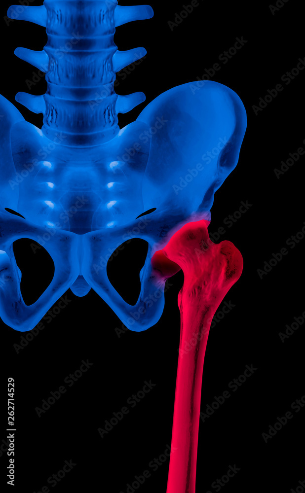 X-ray of lower half length human skeleton anterior view red highlight ...