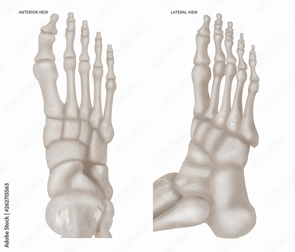 Human foot bone with Anterior view and Lateral view- 3D Medical and ...
