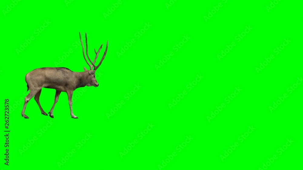 David's deer slowly walking across the frame on green screen, real shot ...