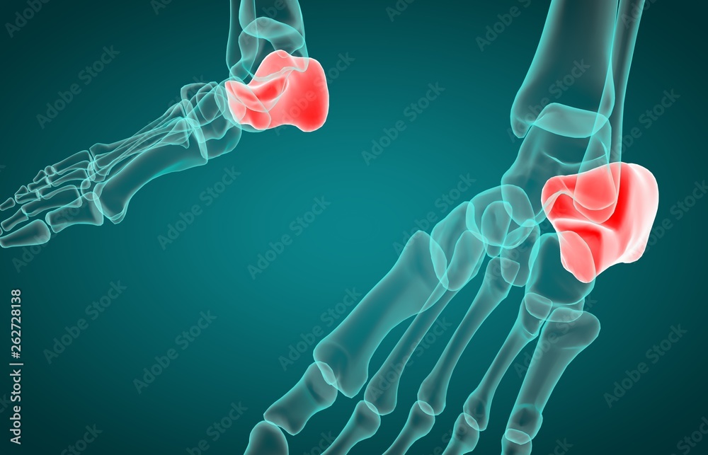 Human Skeleton System Calcaneus Bones Anatomy Stock Illustration ...