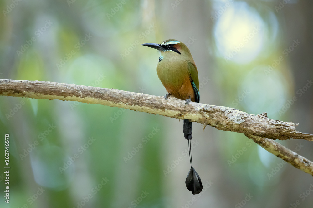 Turquoise-browed motmot (Eumomota superciliosa) also known as Torogoz ...