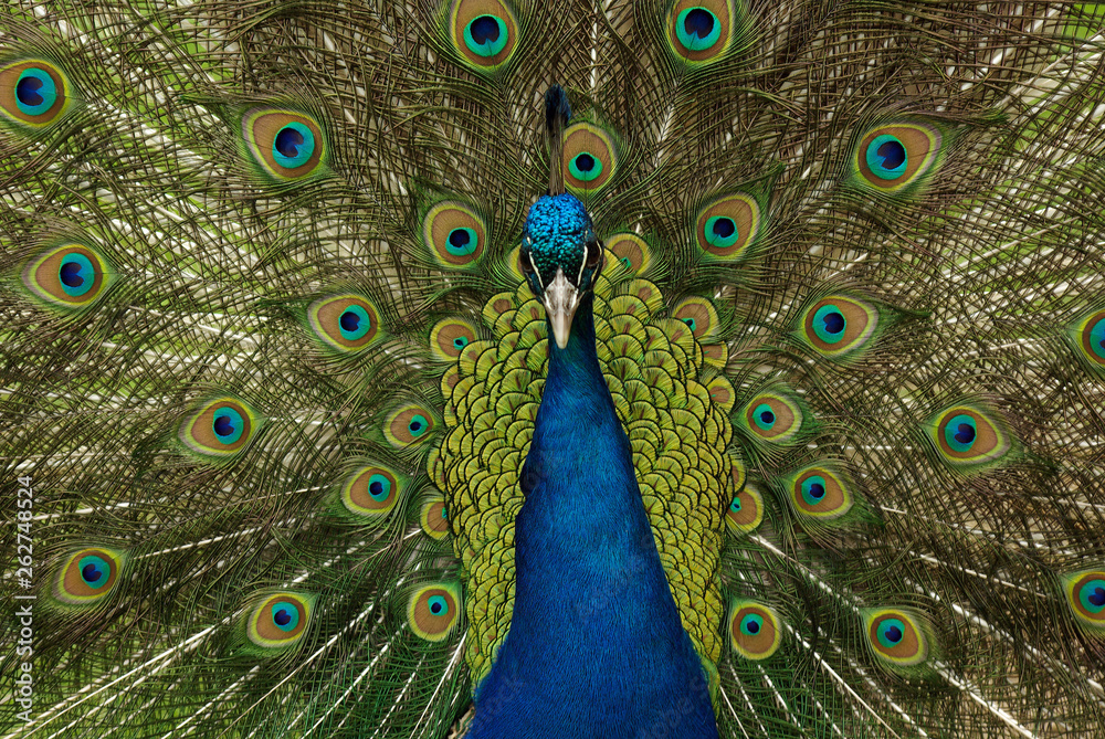 Der Pfau - prächtigen Aussehen Stock Photo | Adobe Stock