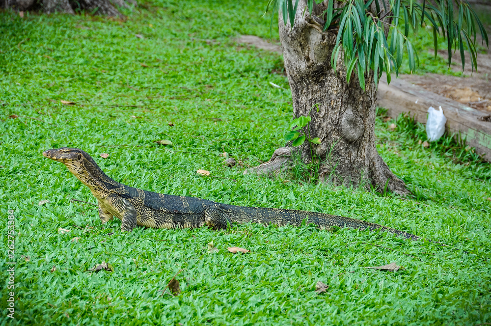 Monitor lizard in Lumpini Park in Bangkok, Thailand Stock Photo | Adobe ...