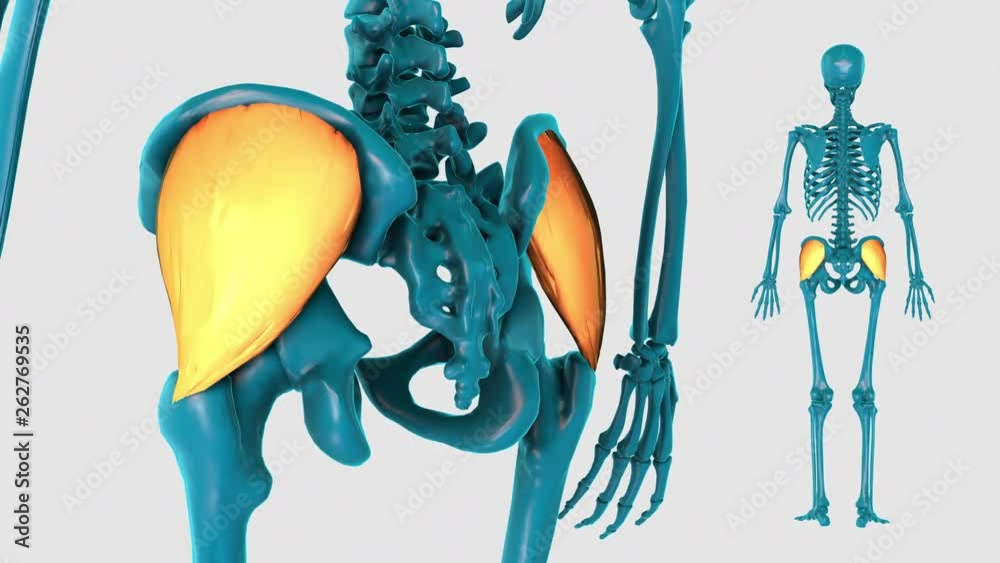 Gluteus medius-on a white background-3D HUMAN MUSCLE ATLAS Stock Video ...