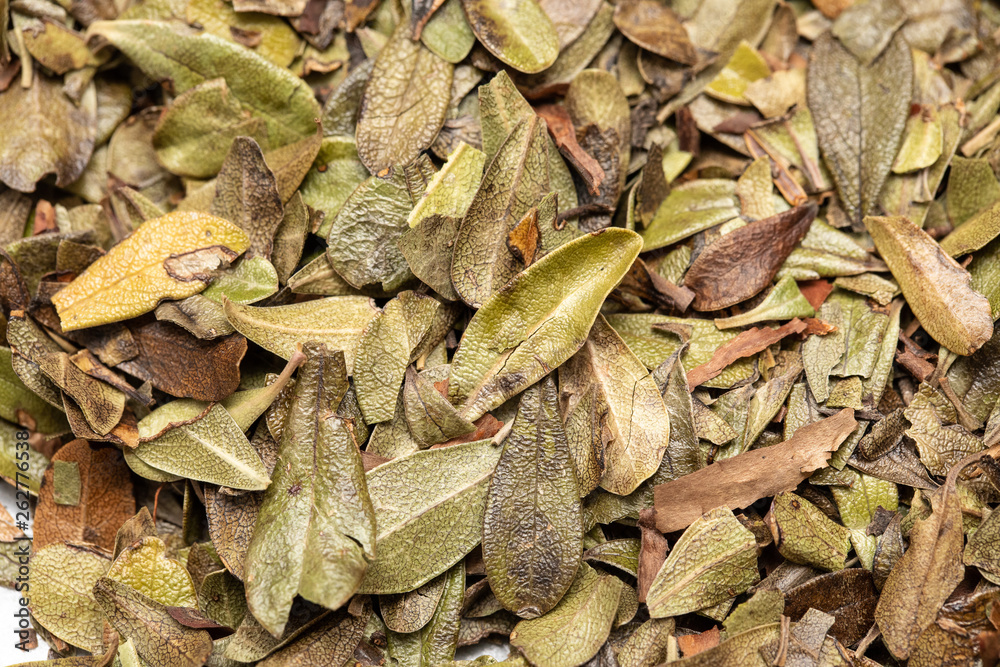A closeup view of cultivated Bearberry (Arctostaphylos uva-ursi) leaves ...