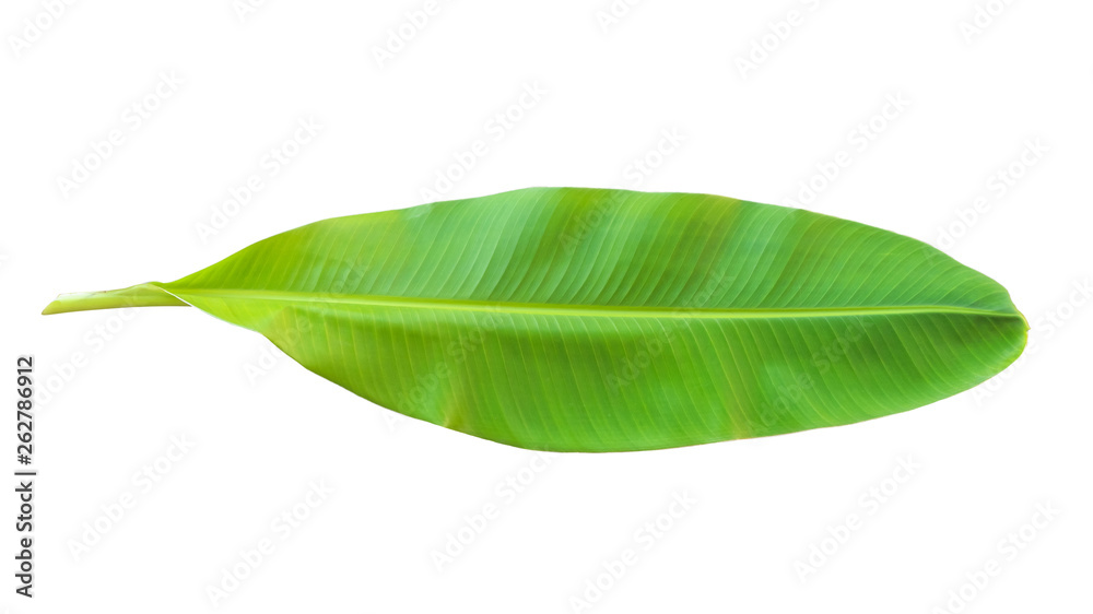 Banana Tree Leaf Template