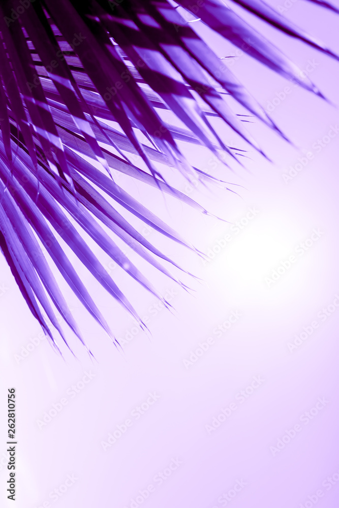 Branches of palm tree toned in proton purple color Stock Photo | Adobe ...