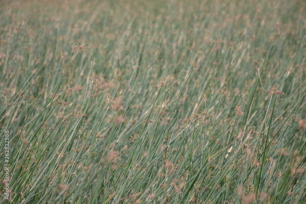 Fotka „ Selective focus of the green sedges field background.Beautiful ...