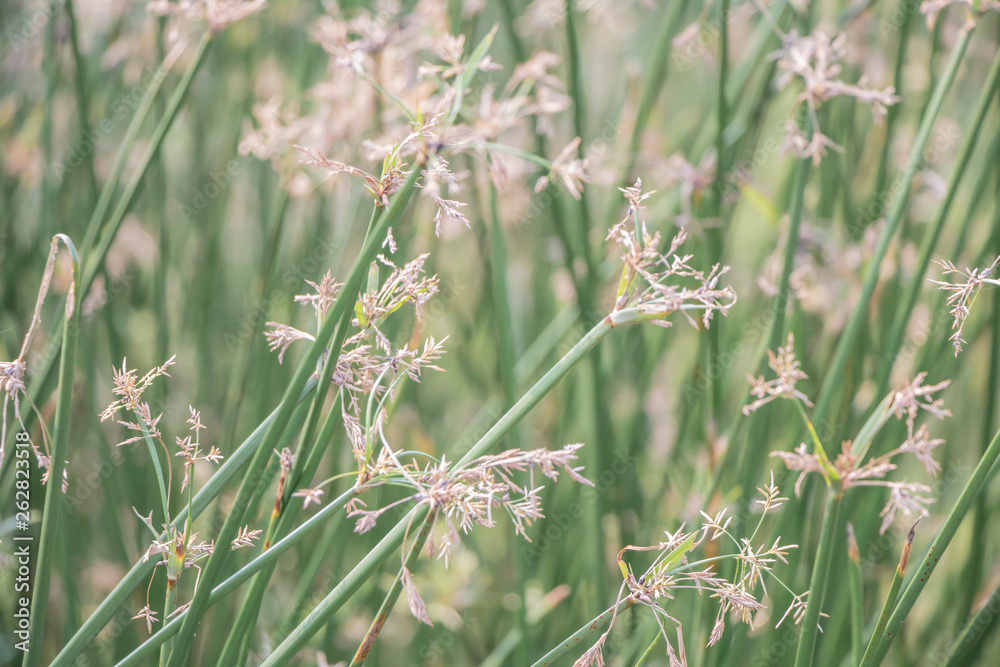 Selective Focus Of The Green Sedges Field Backgroundbeautiful Green Sedges On Paddy Fieldalso