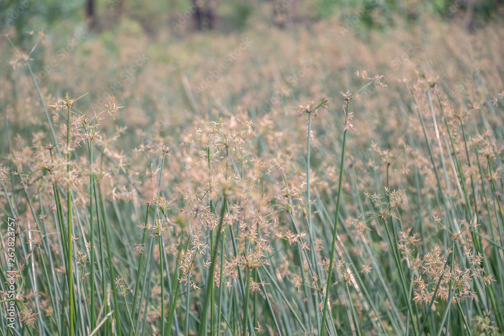 Selective focus of the green sedges field background.Beautiful green ...