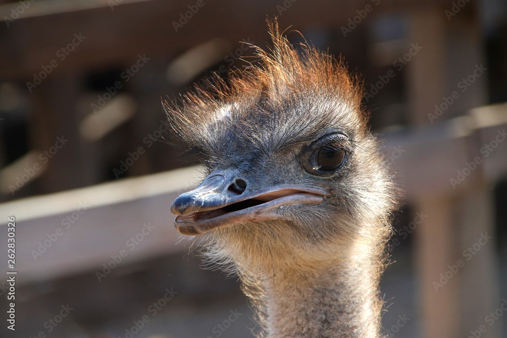 ostrich, bird, animal, beak, head, emu, neck, nature, eye, portrait ...
