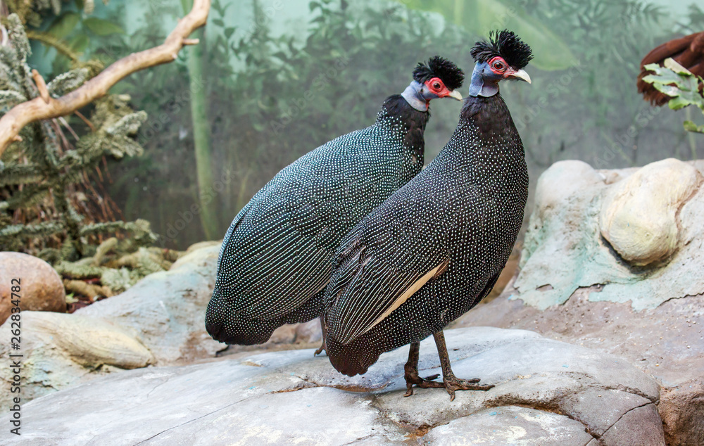 Crested guinea fowl. The bird is famous for its beautiful plumage ...
