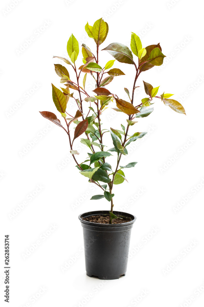 Photinia plant in black pot isolated on white. Ready for planting ...