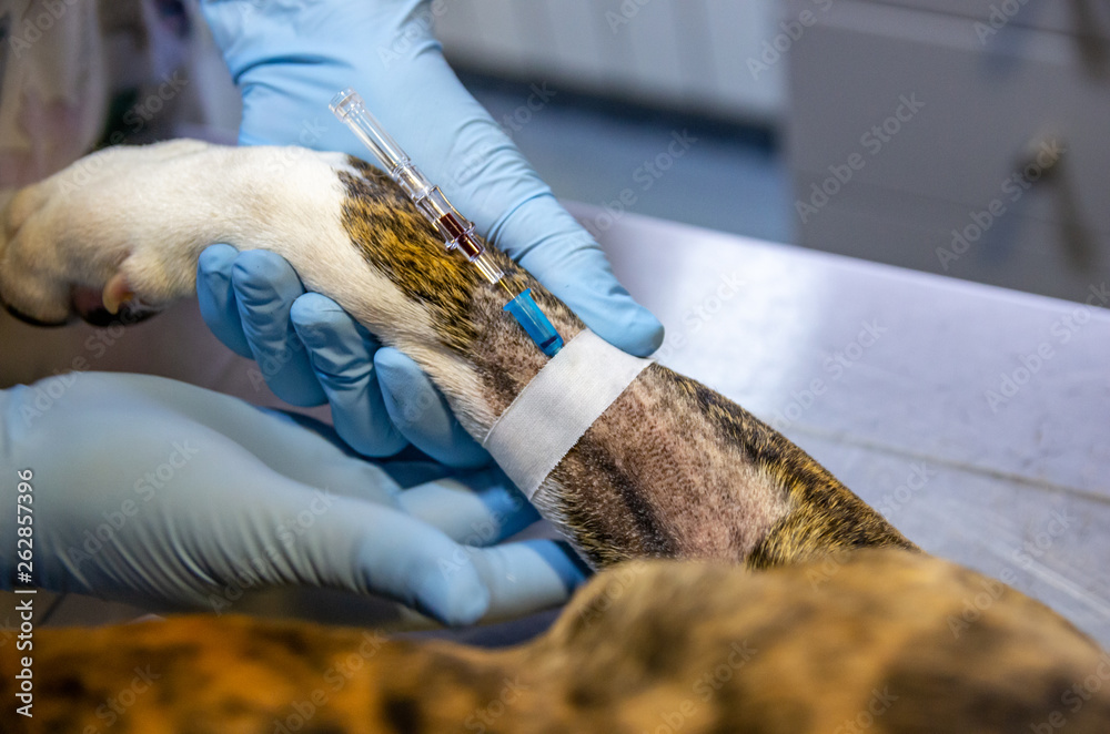 Intravenous Injection Dog