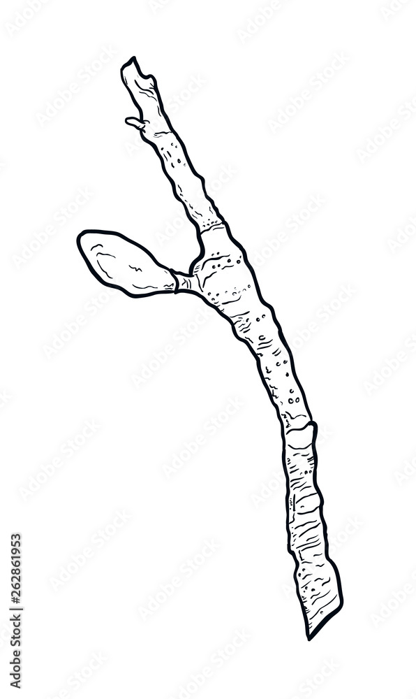 Spring Tree Branch Drawing