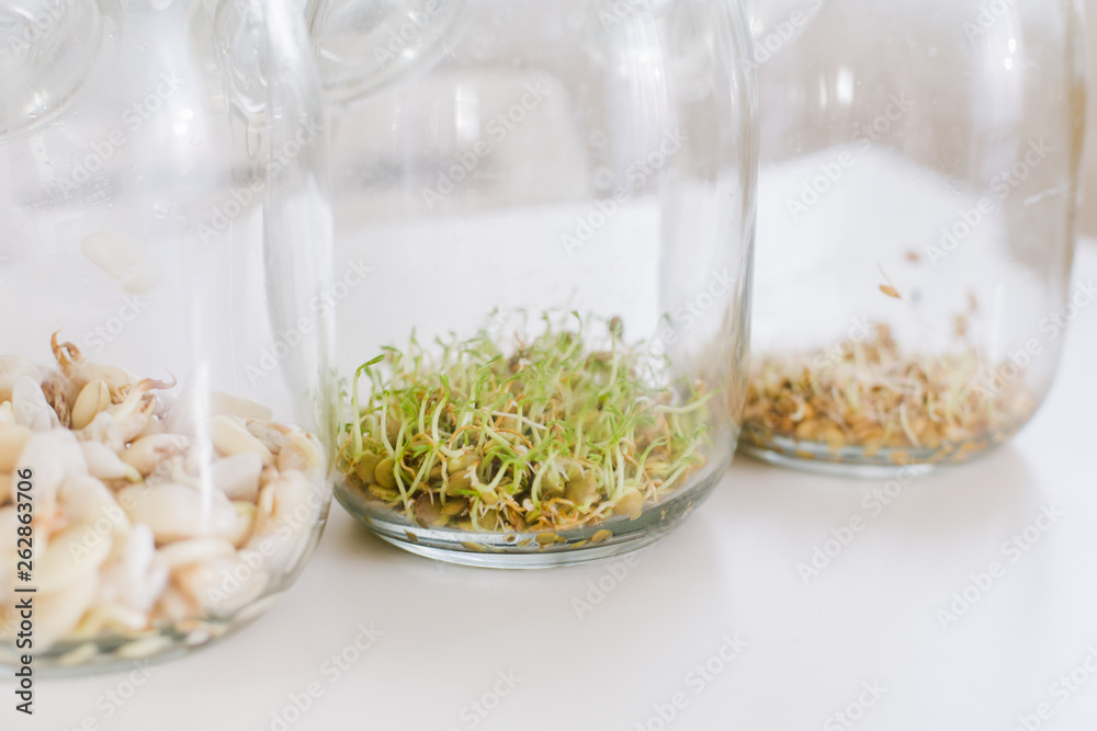 Sprouted seeds ready as a science experiment Stock Photo | Adobe Stock