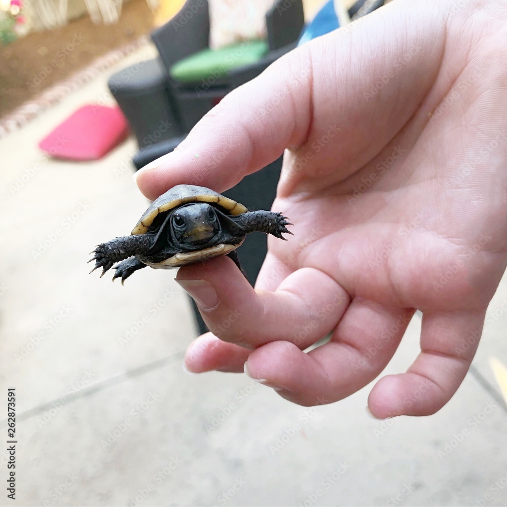 Hand Holding a Baby Eastern Box Turtle Stock Photo | Adobe Stock