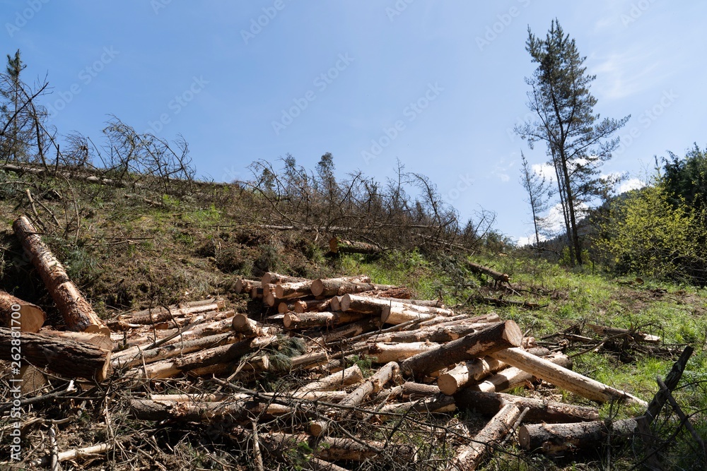 Poster Paisaje mostrando la tala de árboles. deforestación – Wall Art ...