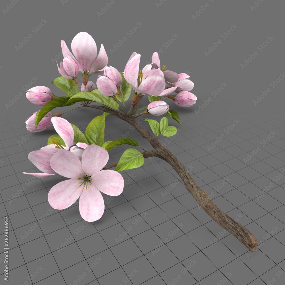 Apple flowers Stock 3D asset | Adobe Stock