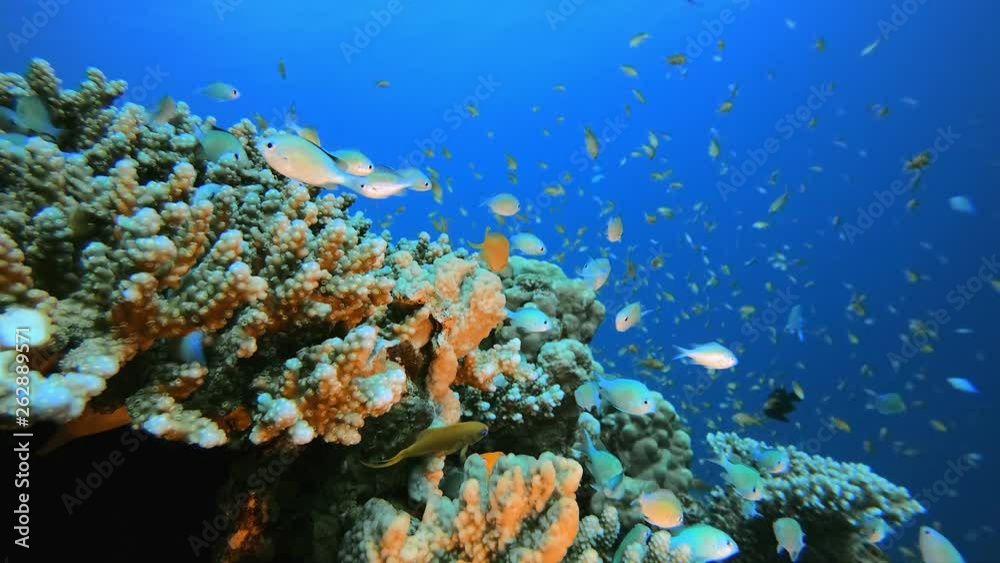 Blue-Green Fish and Sea Coral Reef. Underwater fish reef marine blue ...