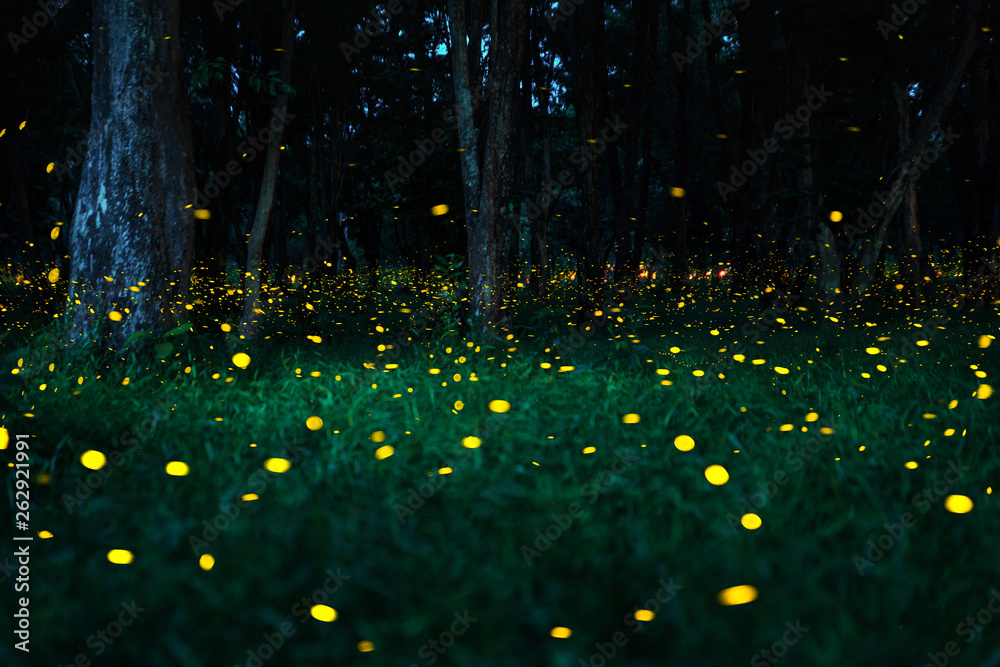 Fireflies In The Forest