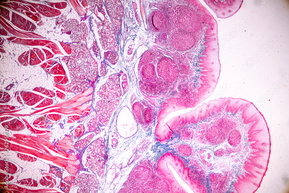 Education anatomy and physiology of Tongue under the microscopic in ...