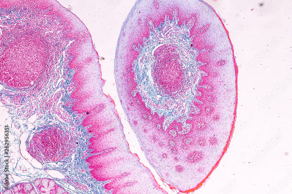 Education anatomy and physiology of Tongue under the microscopic in ...