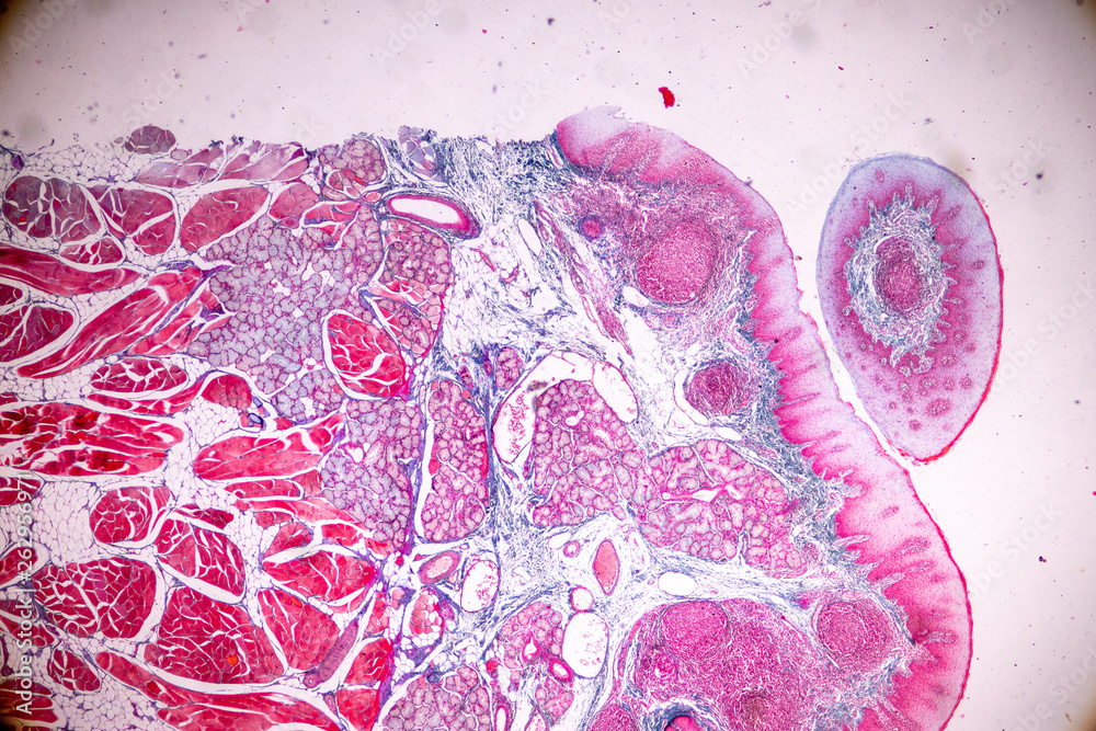 Education anatomy and physiology of Tongue under the microscopic in ...